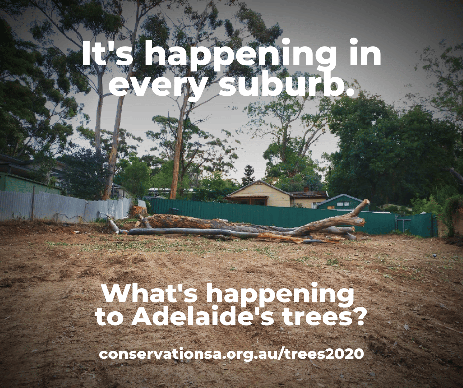 What's Happening to Adelaide's Trees? - Treenet