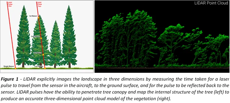 Tree Canopy Measurement Measuring Ornamental Tree Canopy Attributes