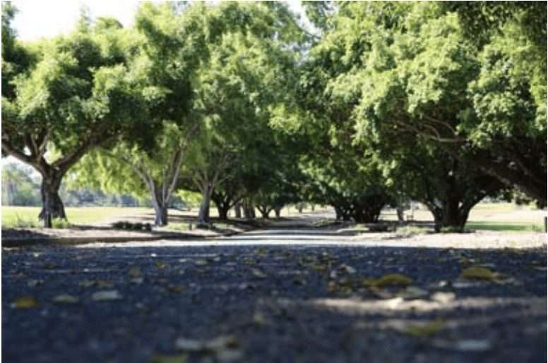 Yeronga Memorial Park Project - Treenet