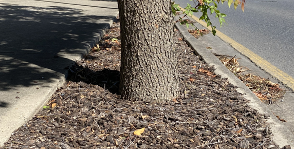 Engineered Space for trees in Mt Barker District Council - Treenet