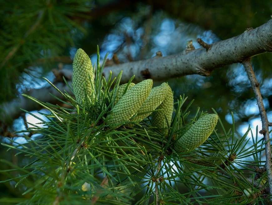 The art of tree photography - Treenet