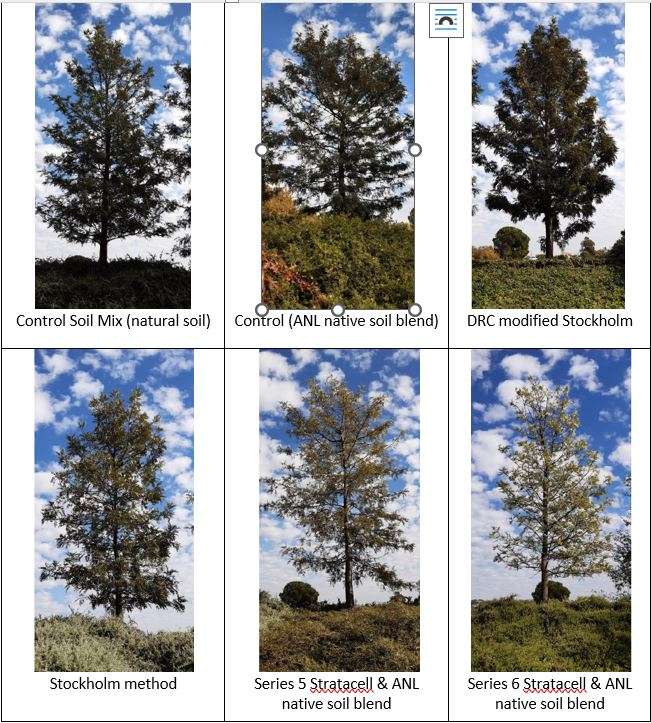 Engineered Spaces for Trees in Dubbo Regional Council: Modified ...