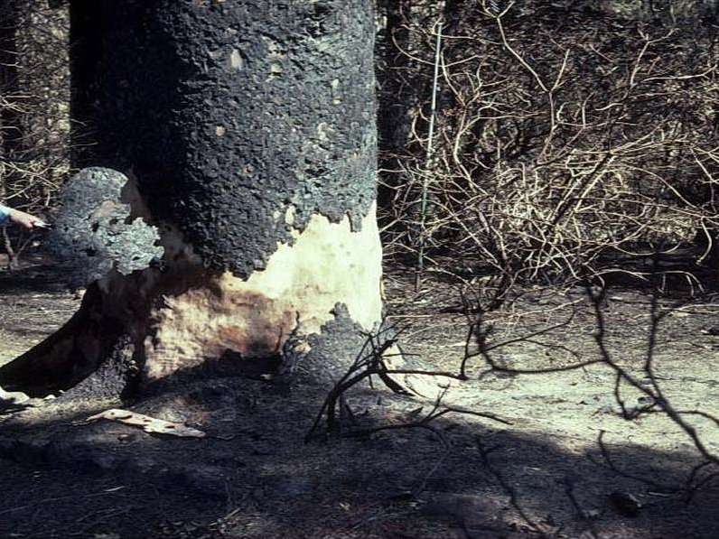 Wildfire, Tree Management & The Arborist – 2 The Role of the Arborist