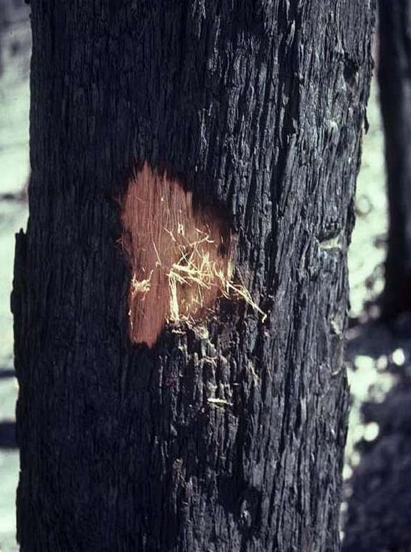 Wildfire, Tree Management & The Arborist – 2 The Role of the Arborist