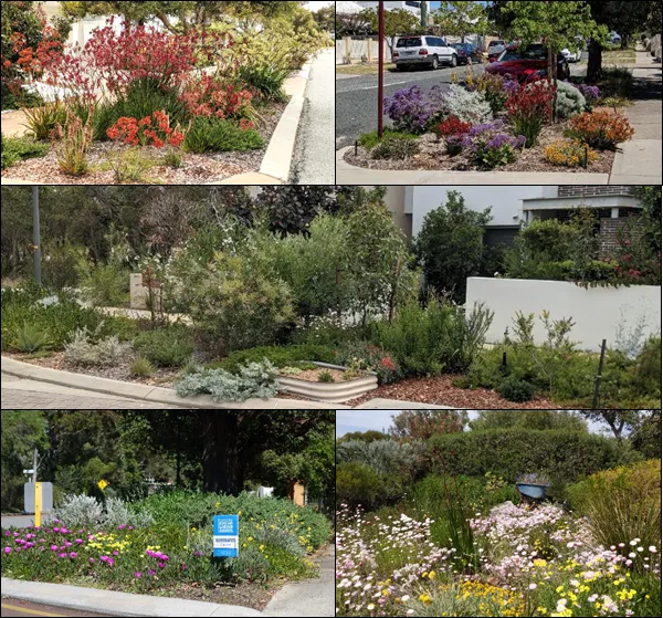 Understanding Perth’s native verge garden revolution