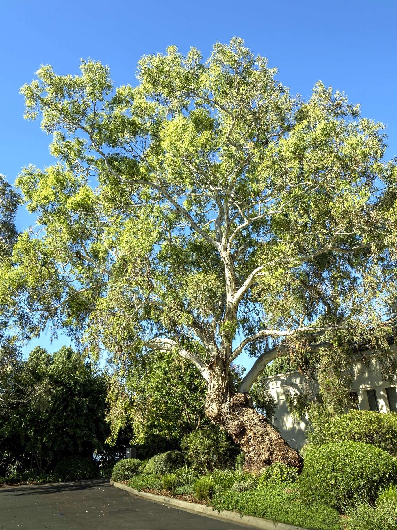 AS4970 Seminar - Treenet