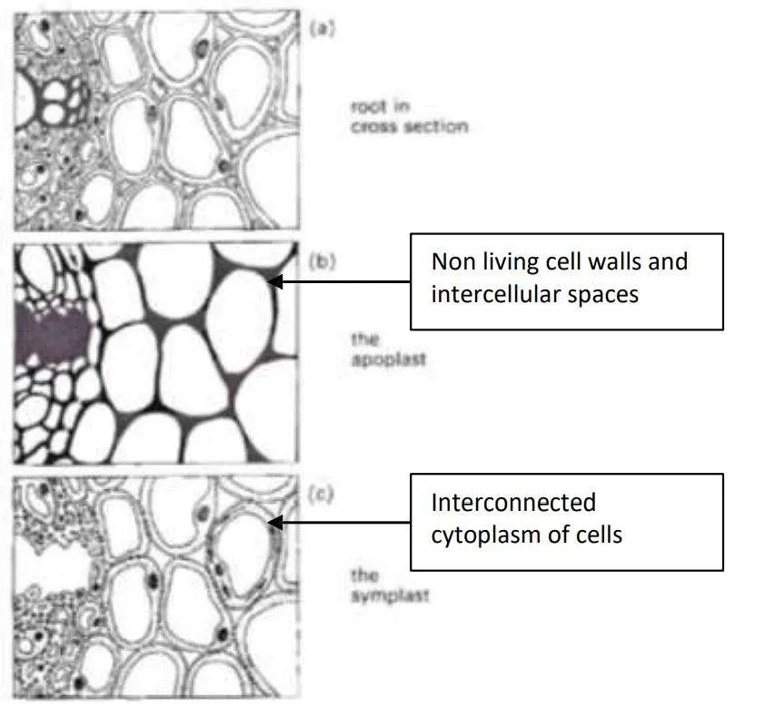 Ring Barking / Girdling: How Much Vascular Connection Do You Need?